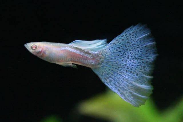 Elmas Lepistes (Blue Grass Lepistes) Hakkında Bilgi