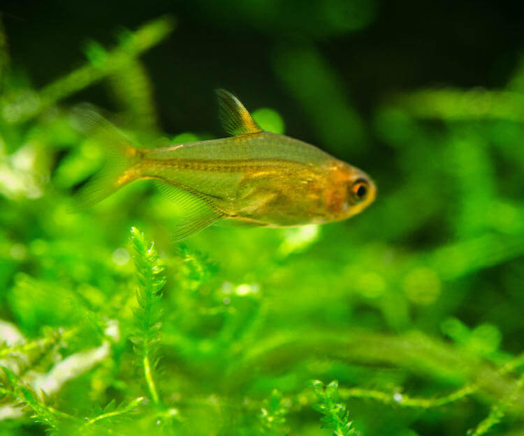 Tetra Balığı Hakkında Bilgi - Tetra Türleri Çeşitleri Cinsleri