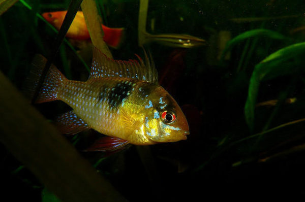 Ramirezi Akvaryumu Özellikleri Bakımı Cinsiyeti ve Üretimi