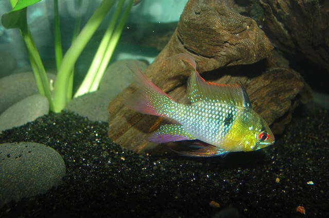 Ramirezi Akvaryumu Özellikleri Bakımı Cinsiyeti ve Üretimi
