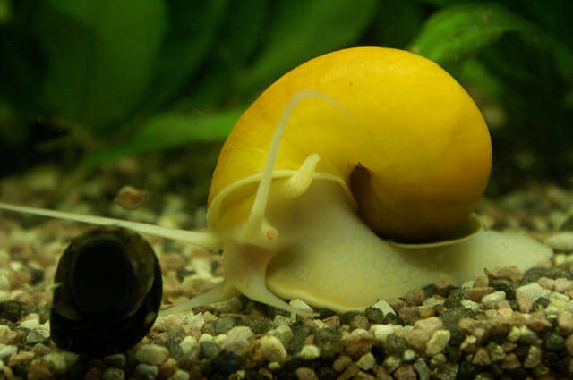 Sarı Elma Salyangozu Bakımı ve Üretimi | akvaryum market