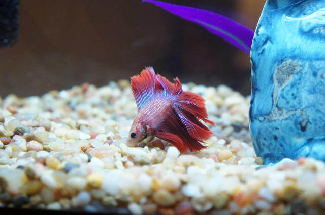 Beta Balığı Türleri, Beslenmesi, Cinsiyet Ayrımı ve Hastalıkları