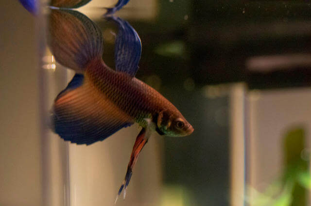 Beta Balığı Türleri, Beslenmesi, Cinsiyet Ayrımı ve Hastalıkları