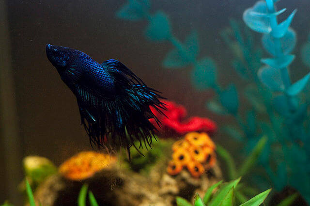 Beta Balığı Türleri, Beslenmesi, Cinsiyet Ayrımı ve Hastalıkları