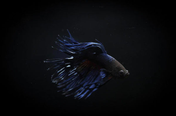 Beta Balığı Türleri, Beslenmesi, Cinsiyet Ayrımı ve Hastalıkları