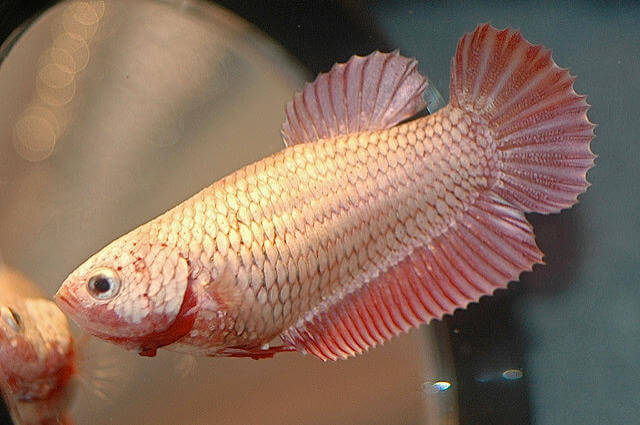 Beta Balığı Türleri, Beslenmesi, Cinsiyet Ayrımı ve Hastalıkları