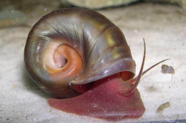 Ramshorn Salyangozu Bakımı ve Üretimi | akvaryum market