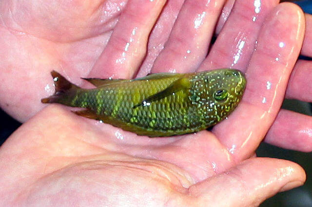 Tropheus Ciklet Bakımı ve Çeşitleri | akvaryum market