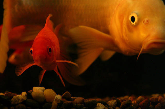 Süs Havuzu Balıkları - Koi, Shubunkin ve Comet Havuz Balıkları